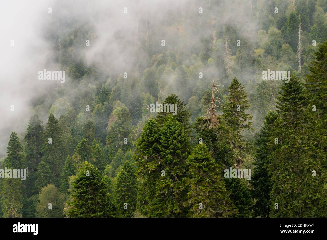 Foggy mountainside evergreen forest - layered pines in front of and ...