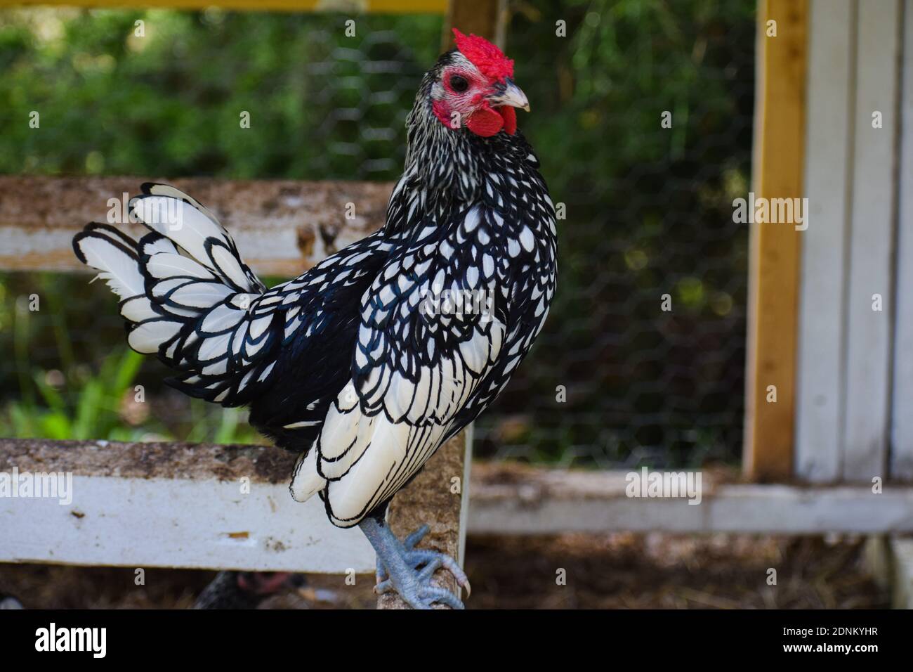 Silver sebright chicken hi-res stock photography and images - Alamy