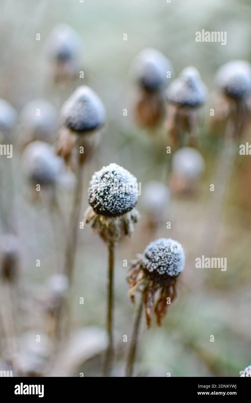 The frozen echinacea bloomed in the garden in winter Stock Photo - Alamy