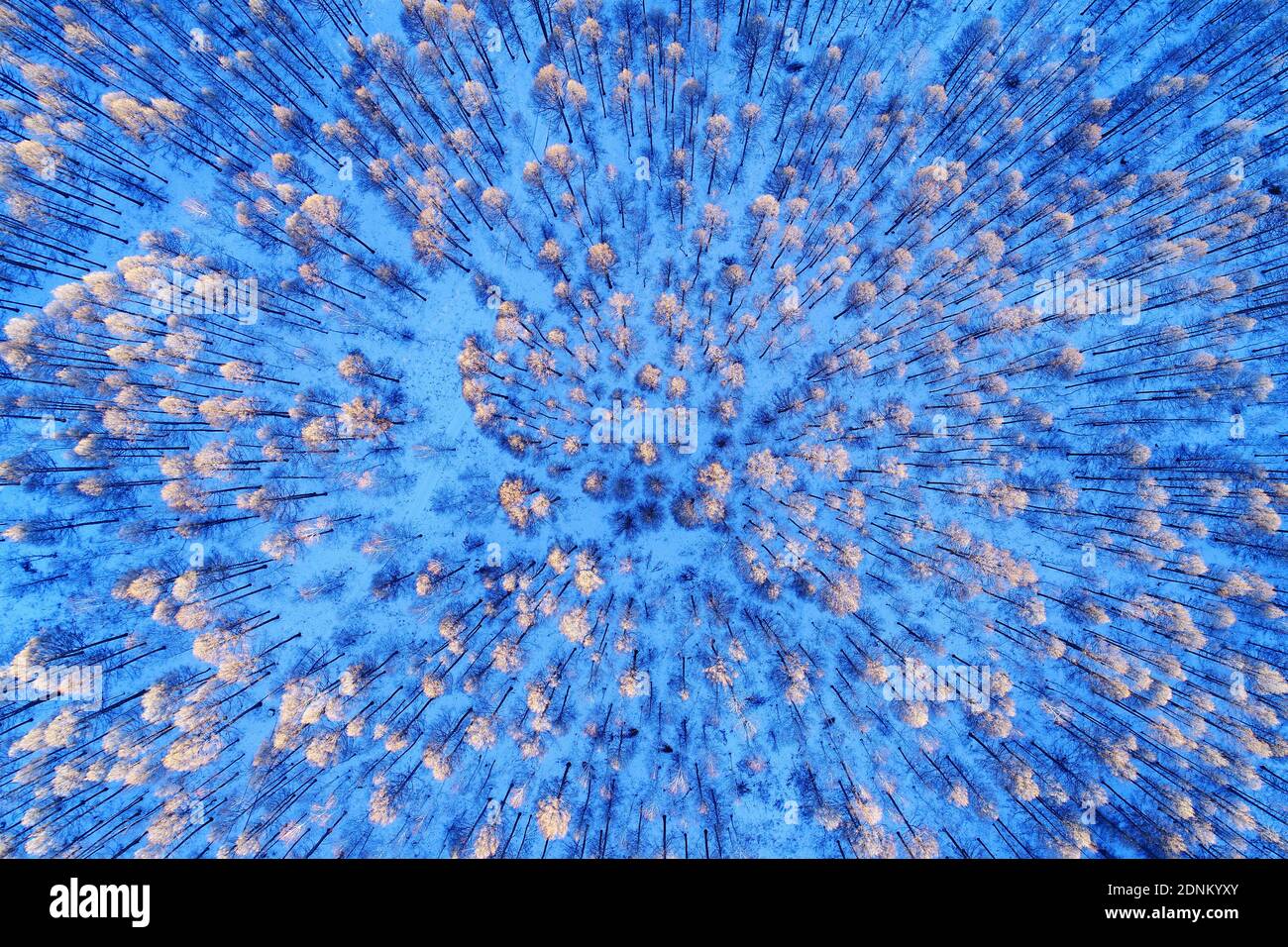 Aerial beautiful snow mangroves Stock Photo - Alamy