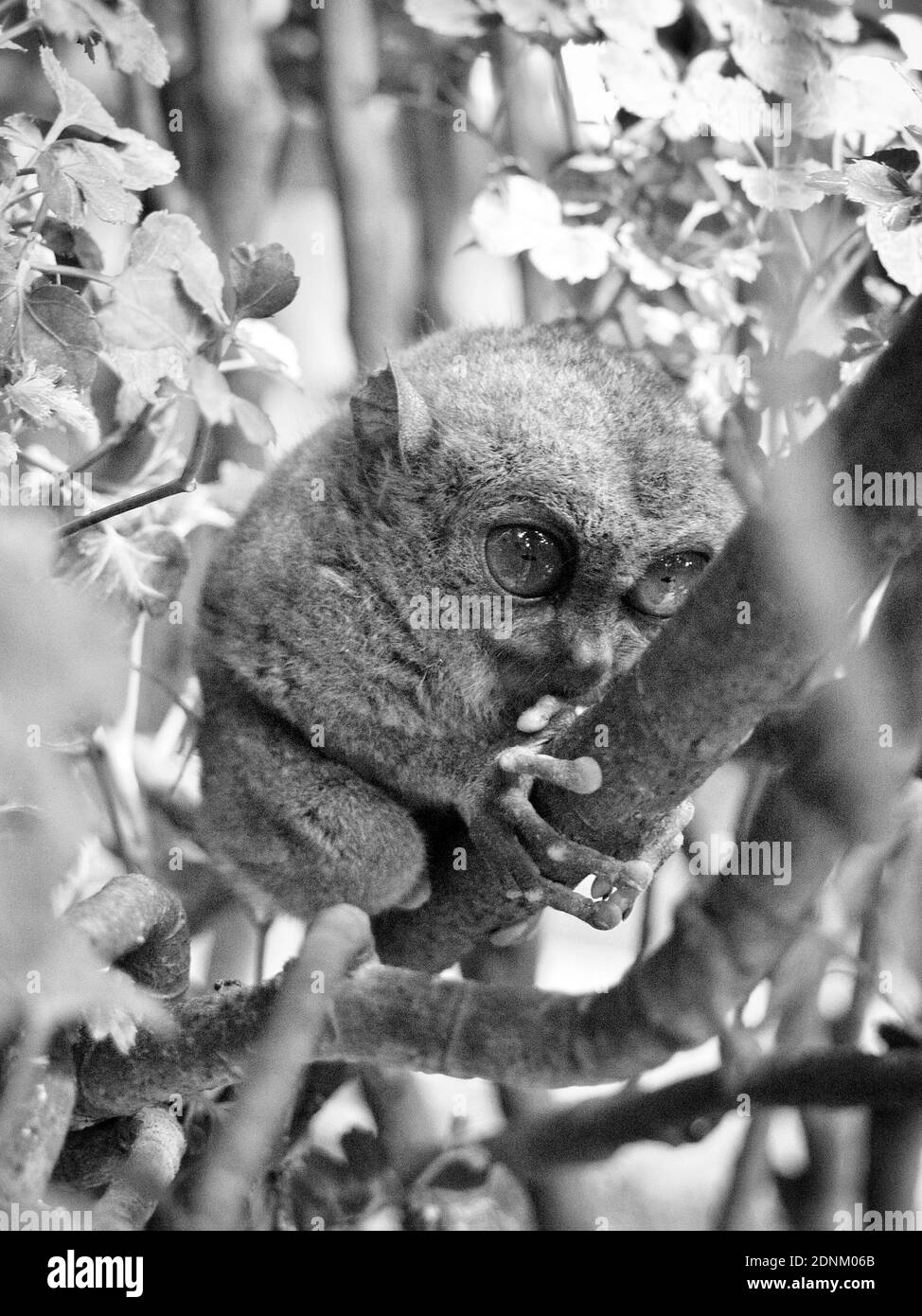 Cute tarsier Black and White Stock Photos & Images - Alamy