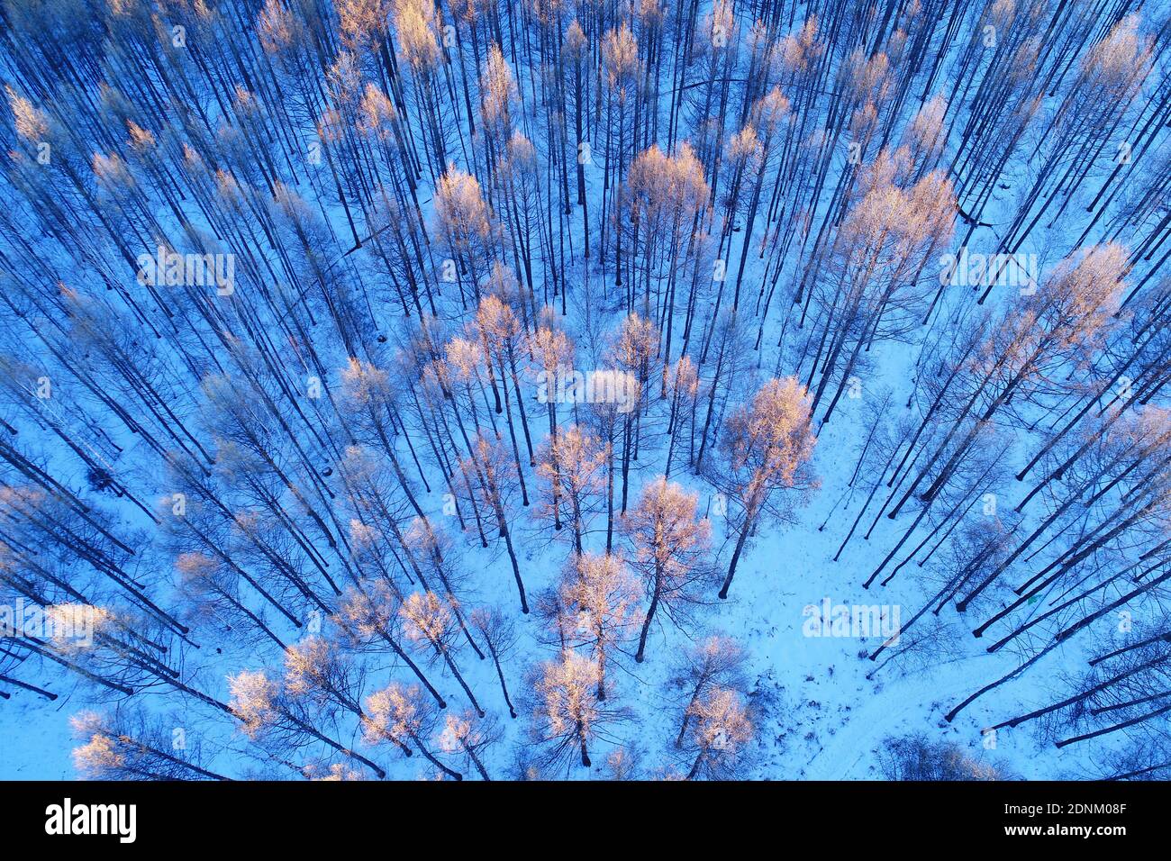 Aerial beautiful snow mangroves Stock Photo - Alamy
