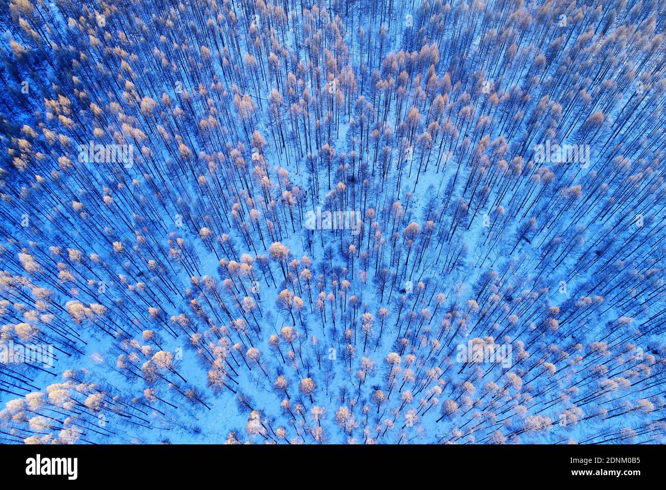 Aerial beautiful snow mangroves Stock Photo - Alamy