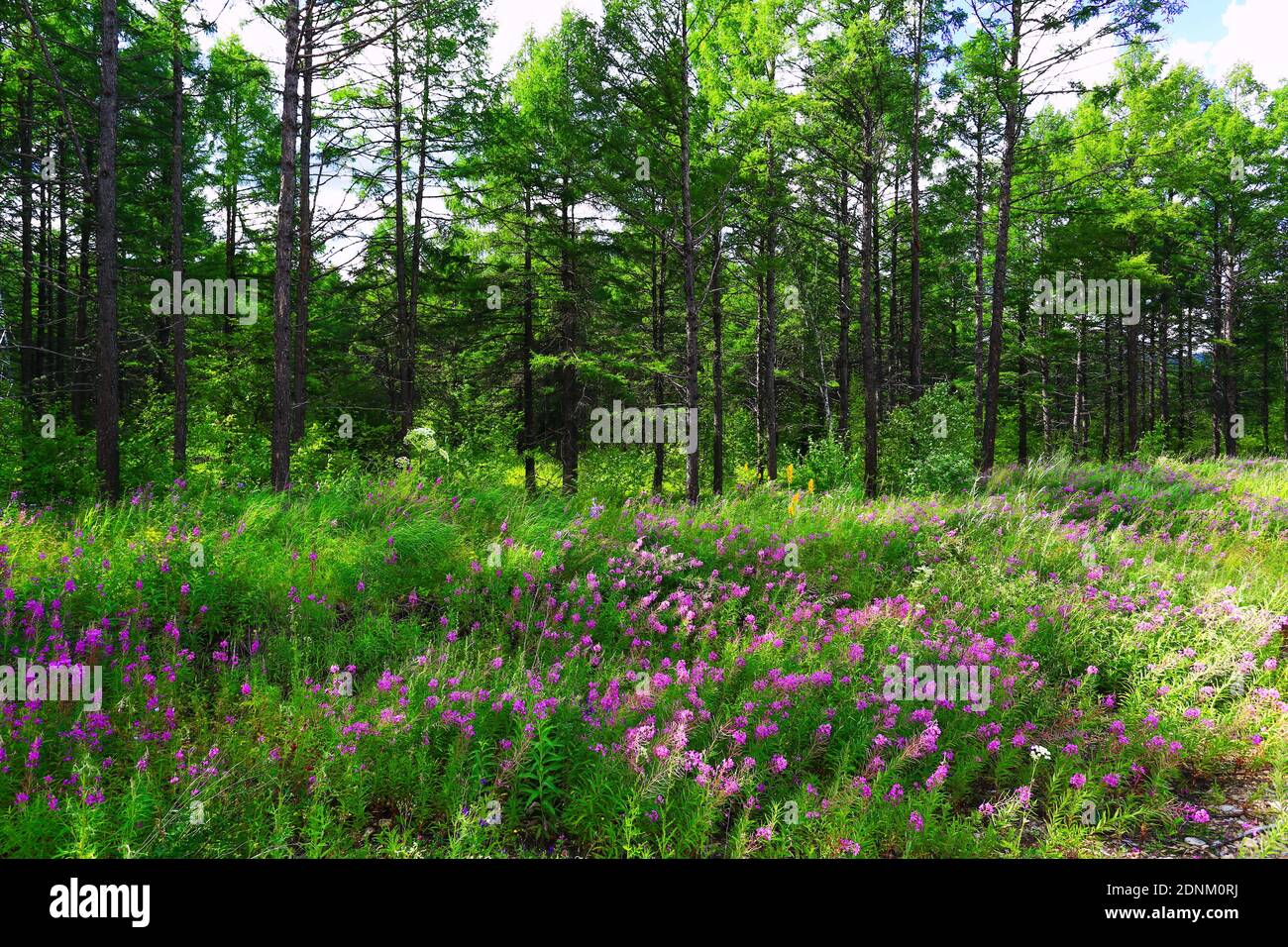 Orchids of the open forest hi-res stock photography and images - Alamy