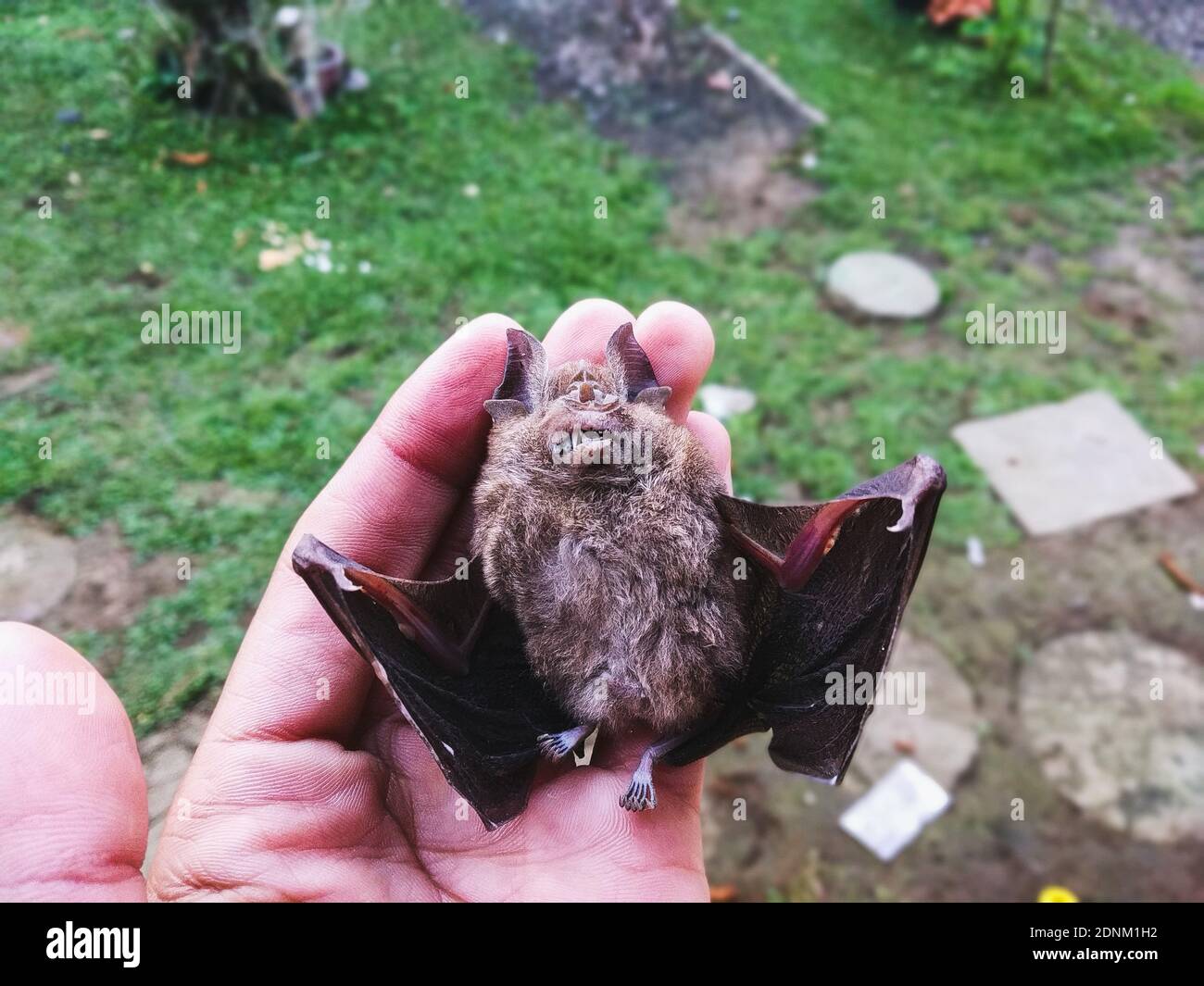 Person holding bats animals hi-res stock photography and images - Alamy
