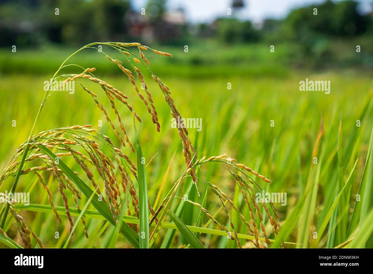 Closed-up rice spike seed in paddy field Stock Photo - Alamy