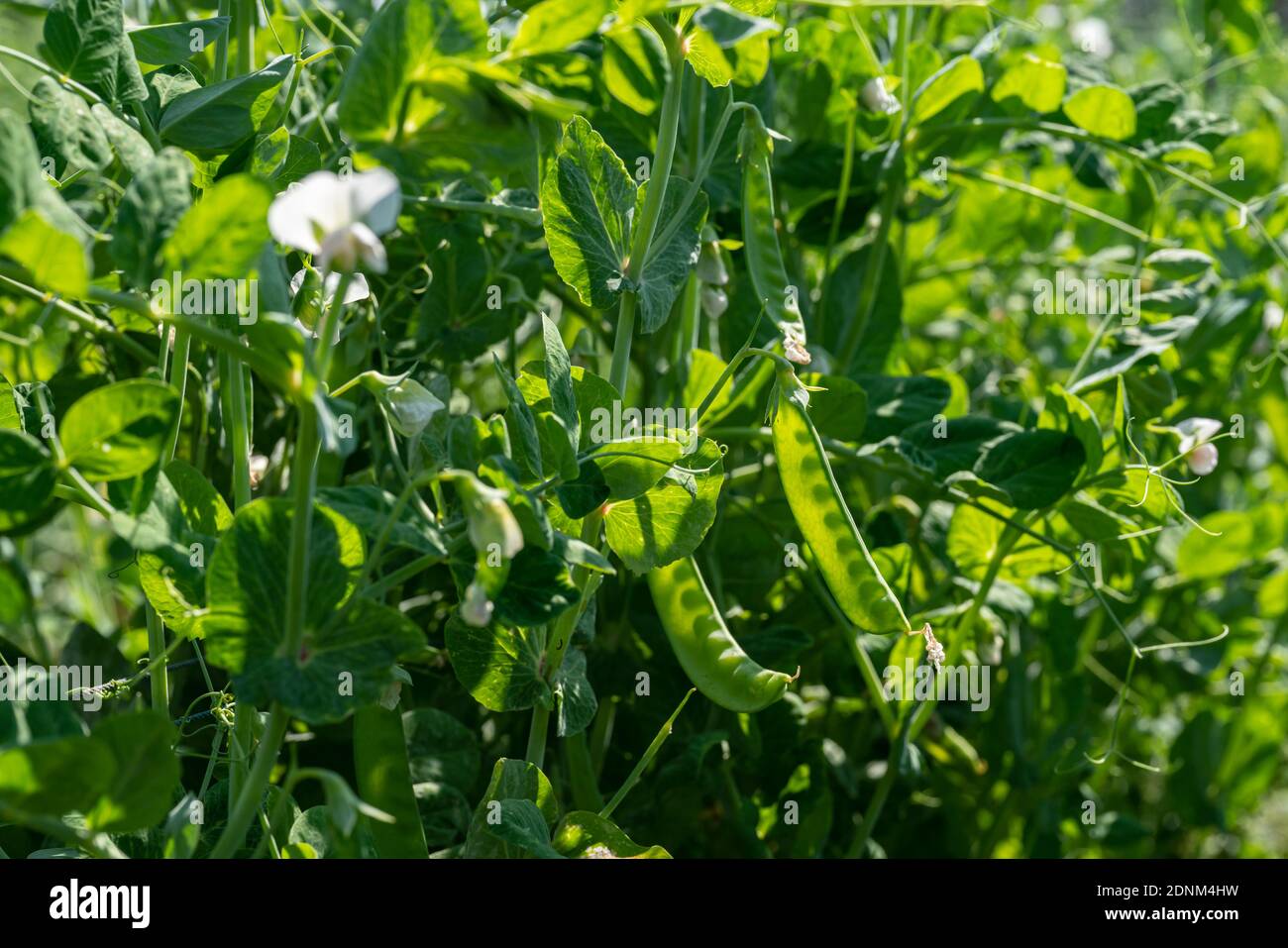 Pea plant - Pisum sativum - Legume Stock Photo - Alamy