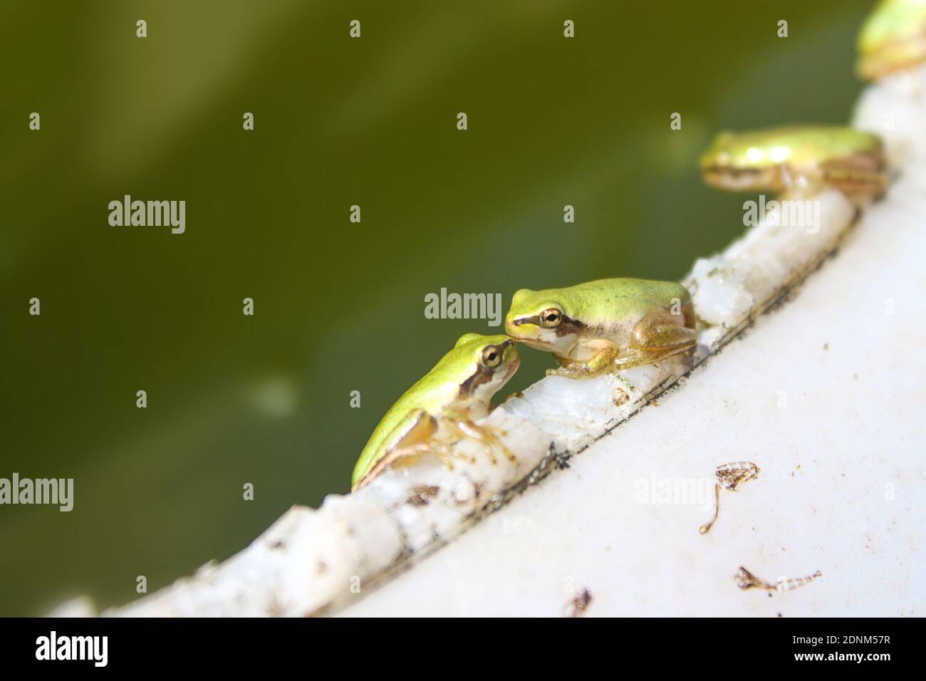 Frogs kissing hi-res stock photography and images - Alamy
