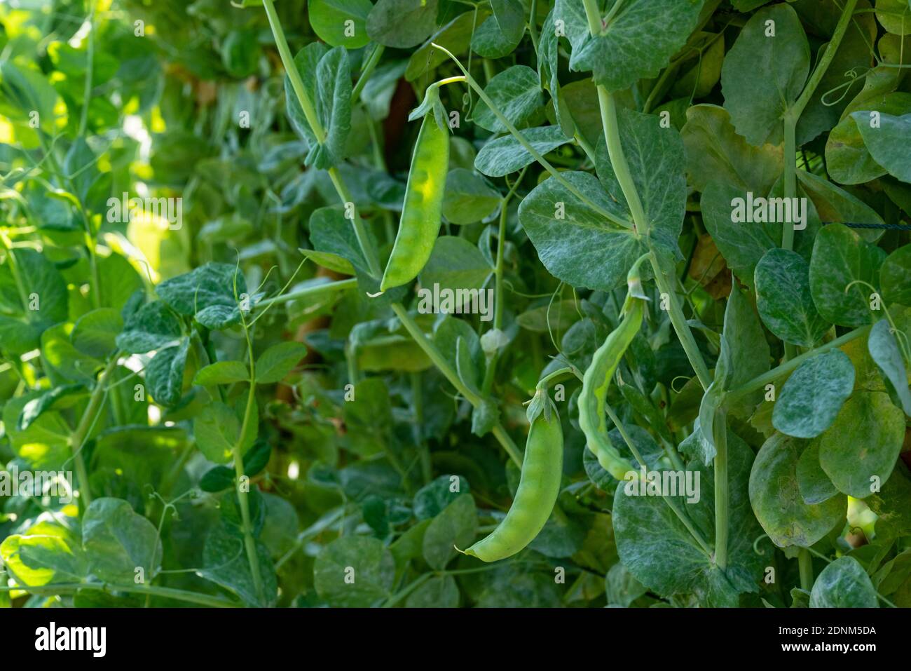 Garden pea pisum sativum ripe hi-res stock photography and images - Alamy