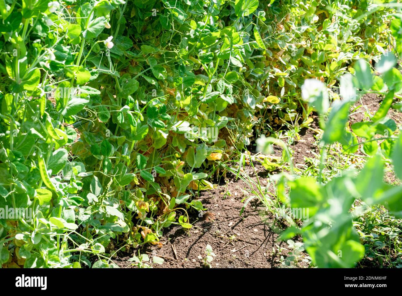 Pea plant - Pisum sativum - Legume Stock Photo - Alamy
