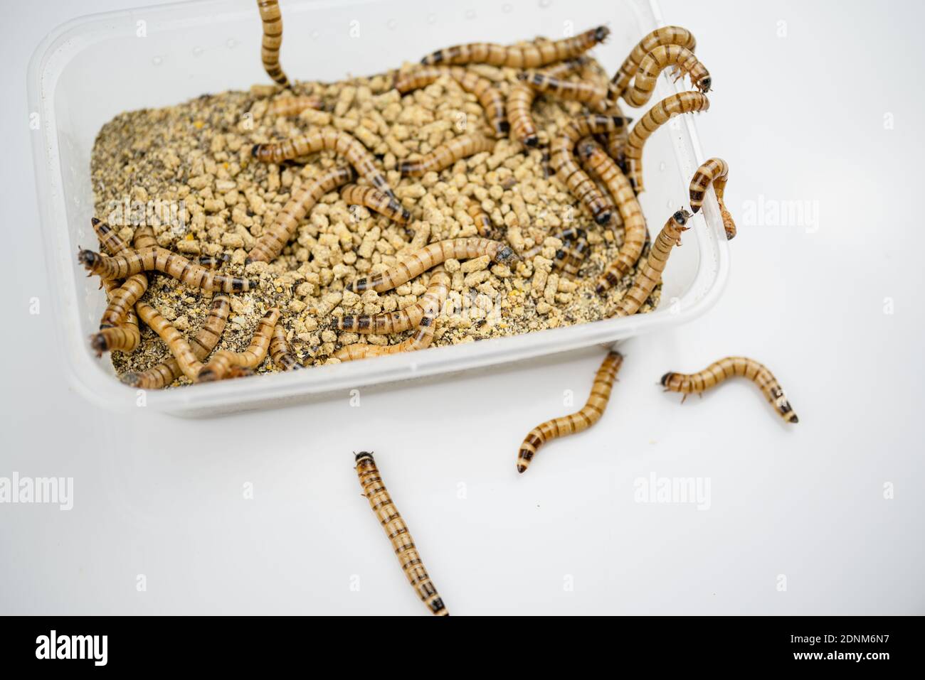 edible mealworms isolated high quality Stock Photo - Alamy