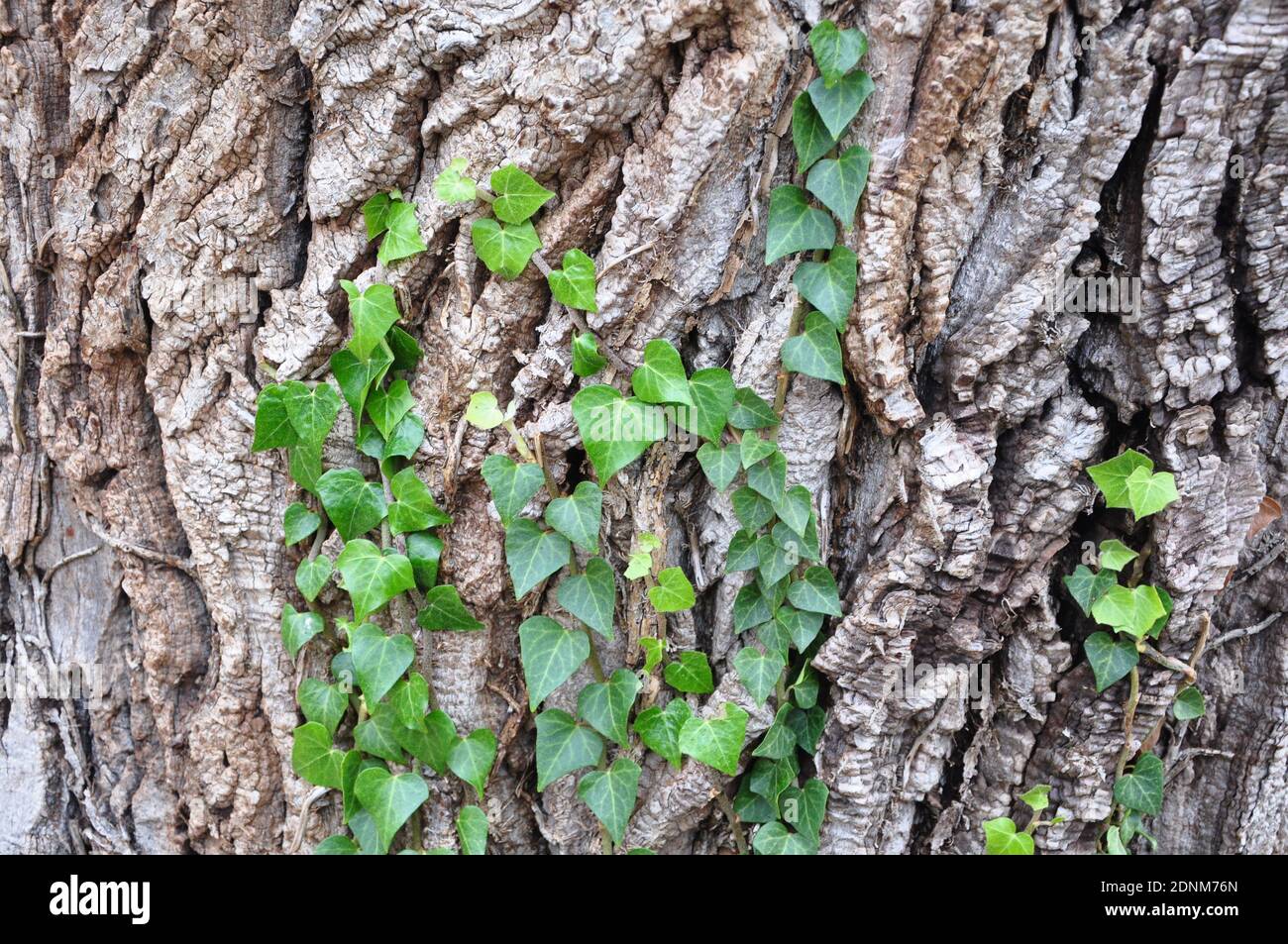 Ivy leaves on a tree trunk. Old trunk overgrown ivy.Green forest, pine ...