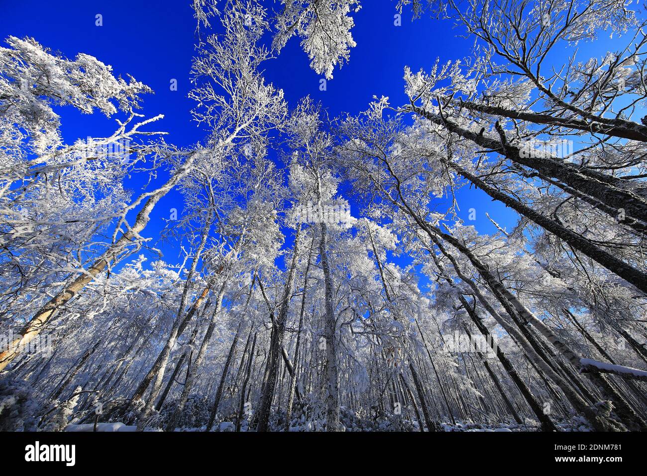 The greater hinggan mountains snow Lin rime Stock Photo - Alamy