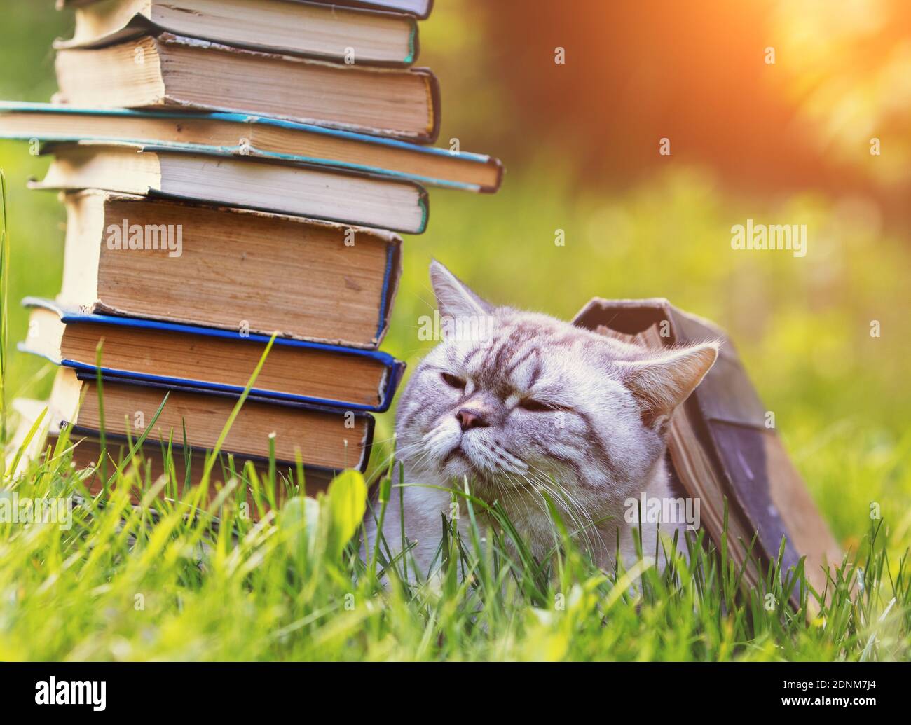 Book pile cat hi-res stock photography and images - Alamy