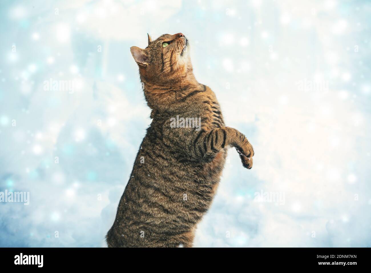 Cat begging outdoors in snowy winter. Funny cat playing with snow Stock ...