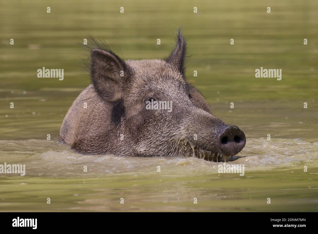 Wild Boar (Sus scrofa), sow in muddy pool. Germany Stock Photo - Alamy