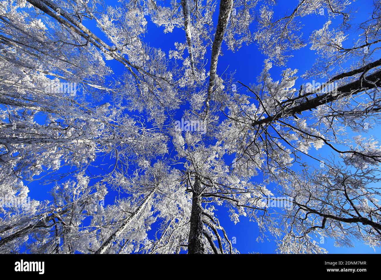 The greater hinggan mountains snow Lin rime Stock Photo - Alamy