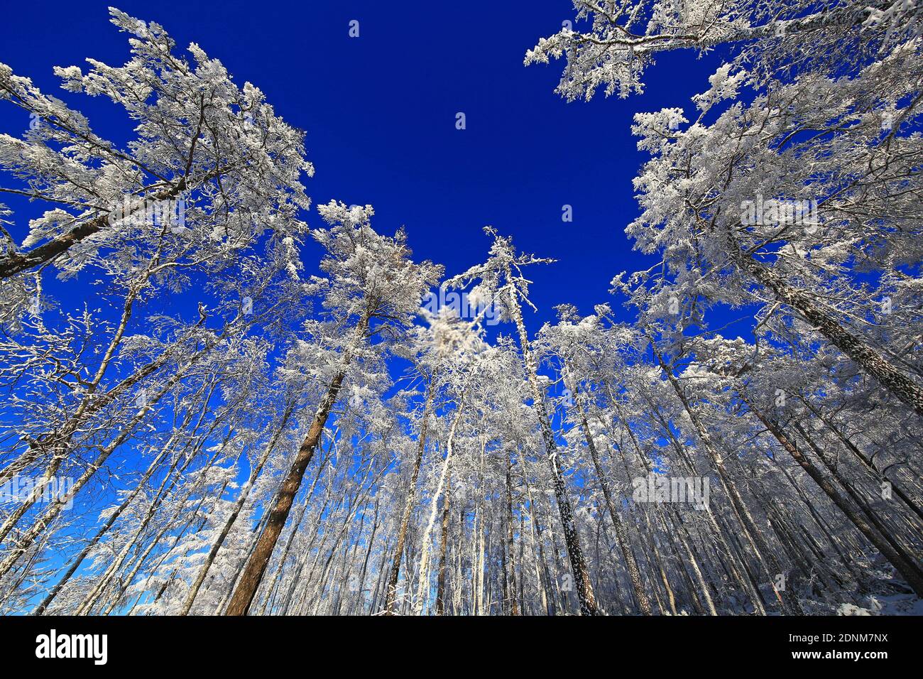 The greater hinggan mountains snow Lin rime Stock Photo - Alamy