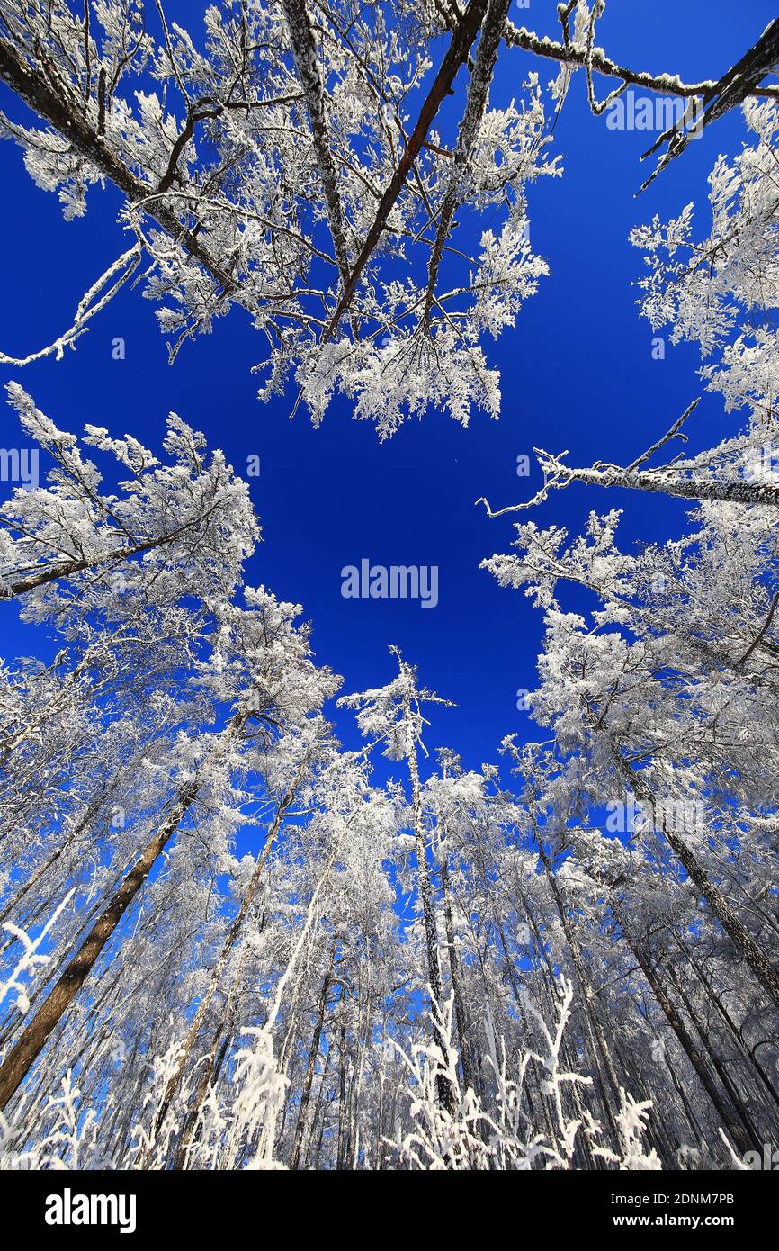 The greater hinggan mountains snow Lin rime Stock Photo - Alamy