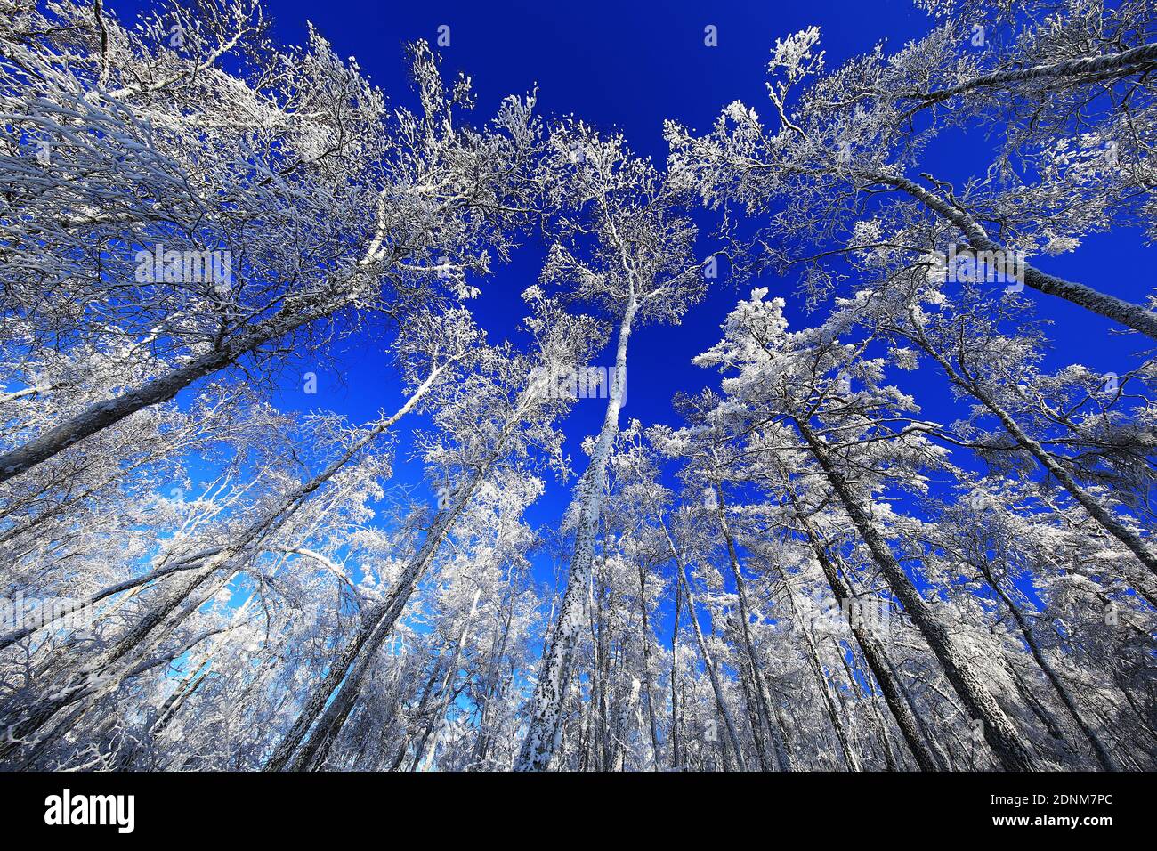 The greater hinggan mountains snow Lin rime Stock Photo - Alamy