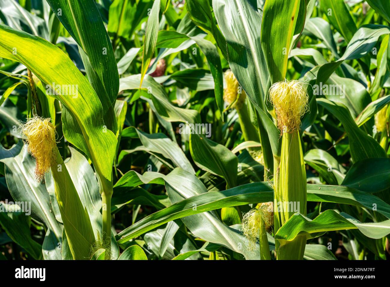 corn field, corn on the cob Stock Photo - Alamy