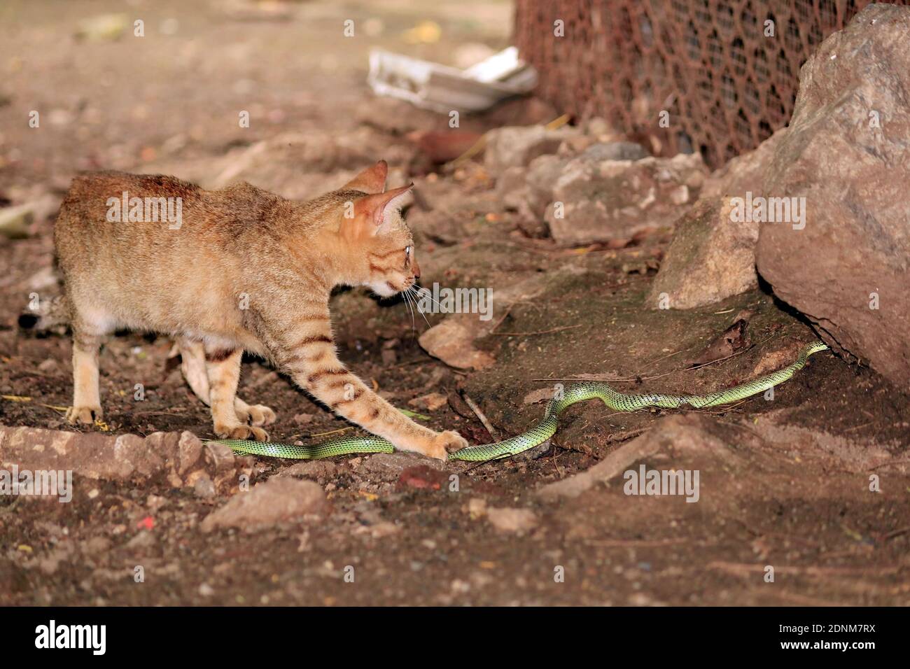 Snakes fighting animals hi-res stock photography and images - Alamy