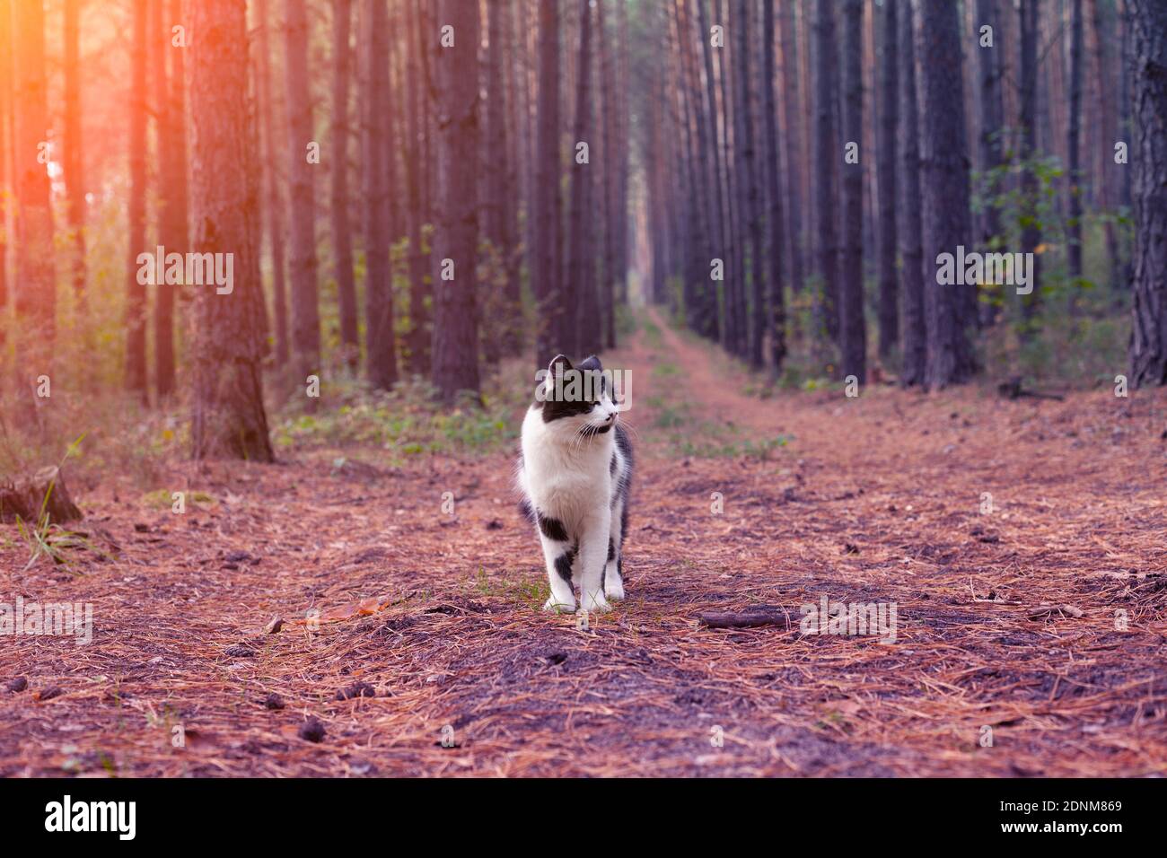Black and white walking path hi-res stock photography and images - Alamy