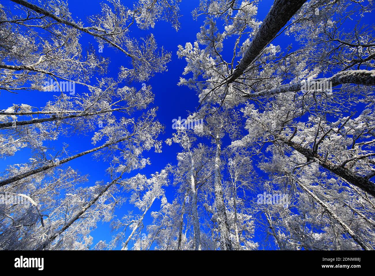 The greater hinggan mountains snow Lin rime Stock Photo - Alamy