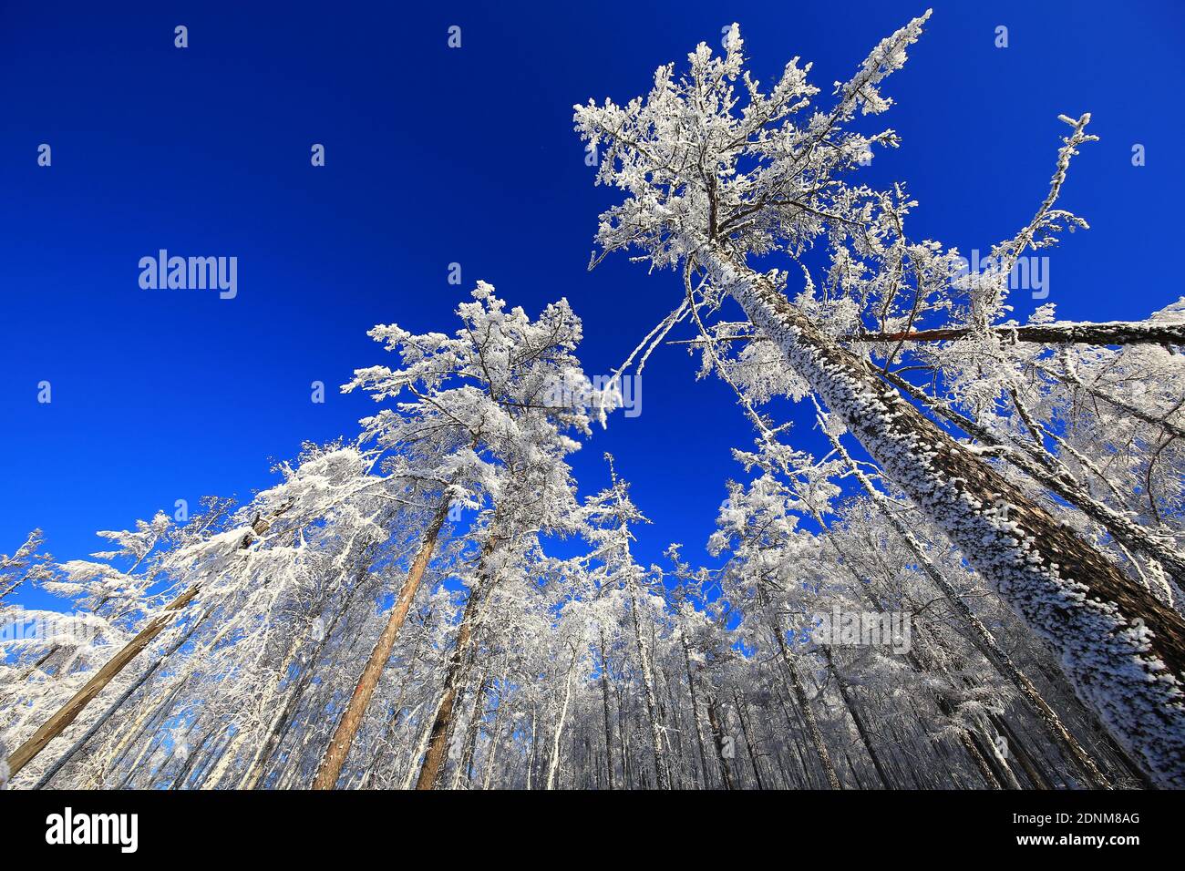 The greater hinggan mountains snow Lin rime Stock Photo - Alamy