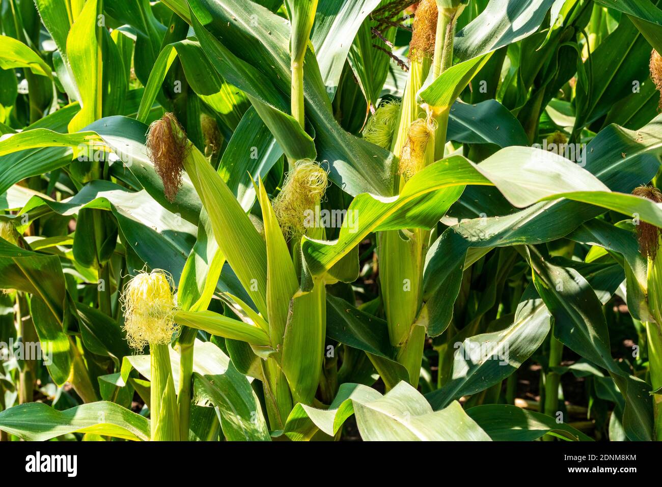 corn field, corn on the cob Stock Photo - Alamy