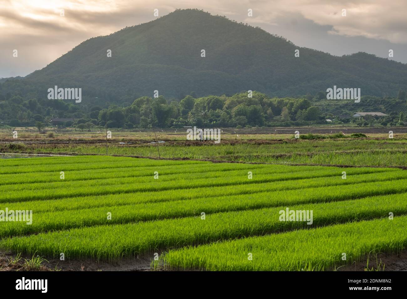 A Beautiful Rice Field Landscape With Mountain Background On Cloud Sky ...