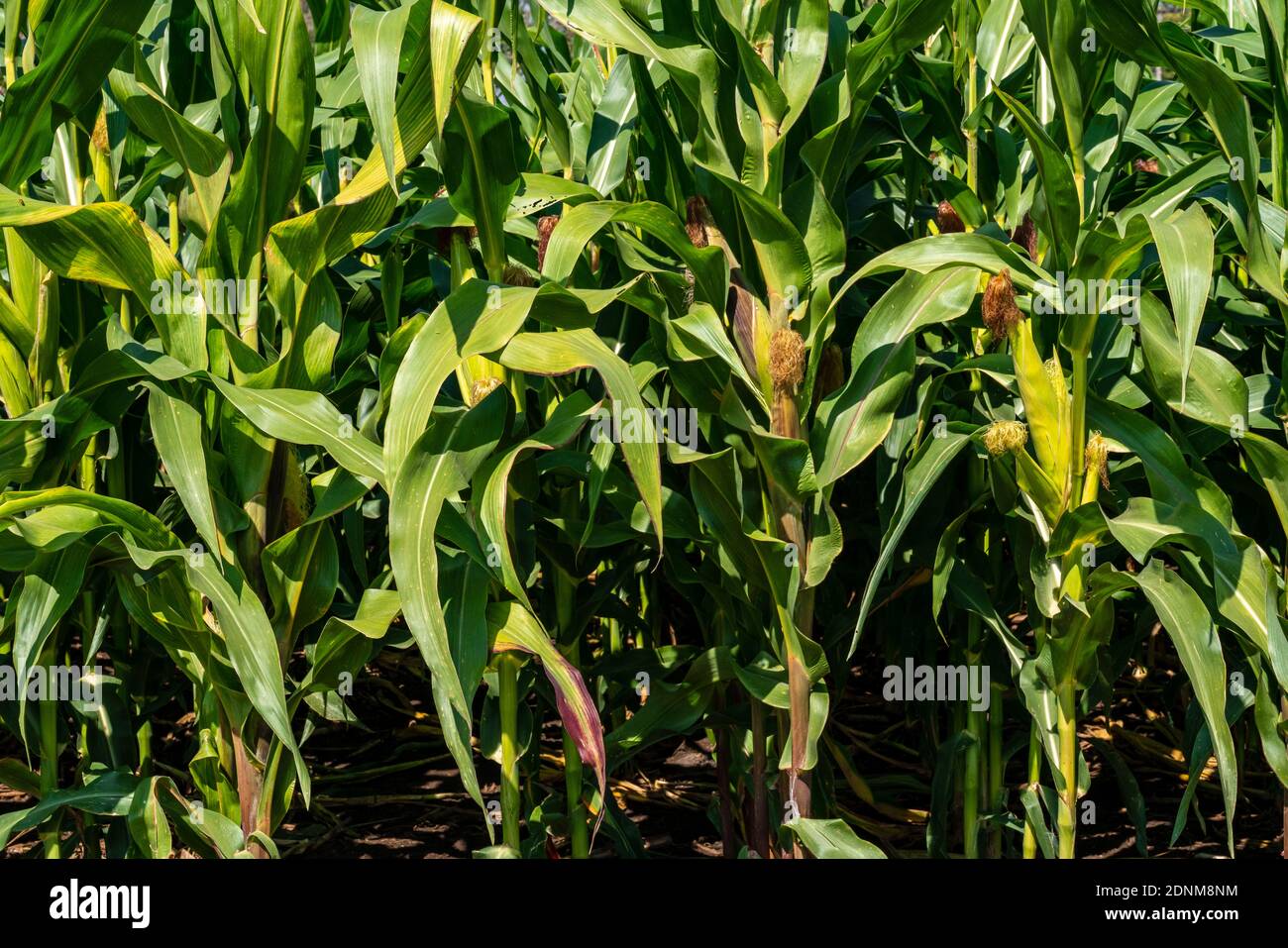 corn field, corn on the cob Stock Photo - Alamy