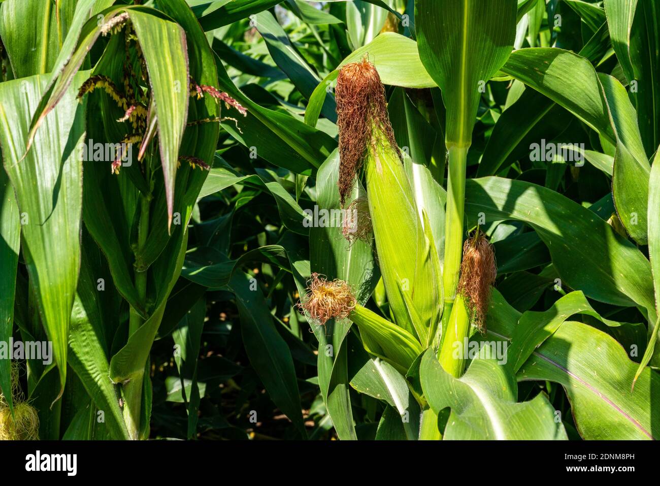 corn field, corn on the cob Stock Photo - Alamy