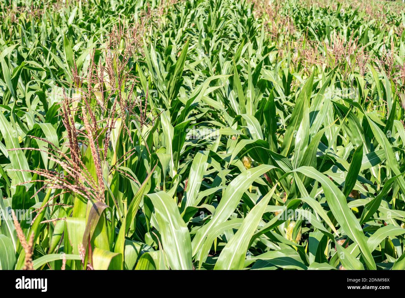 corn field, corn on the cob Stock Photo - Alamy