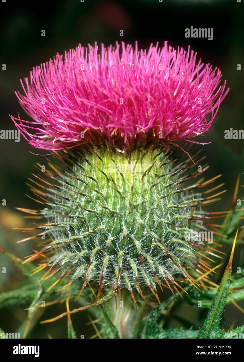 Giant thistle hi-res stock photography and images - Alamy