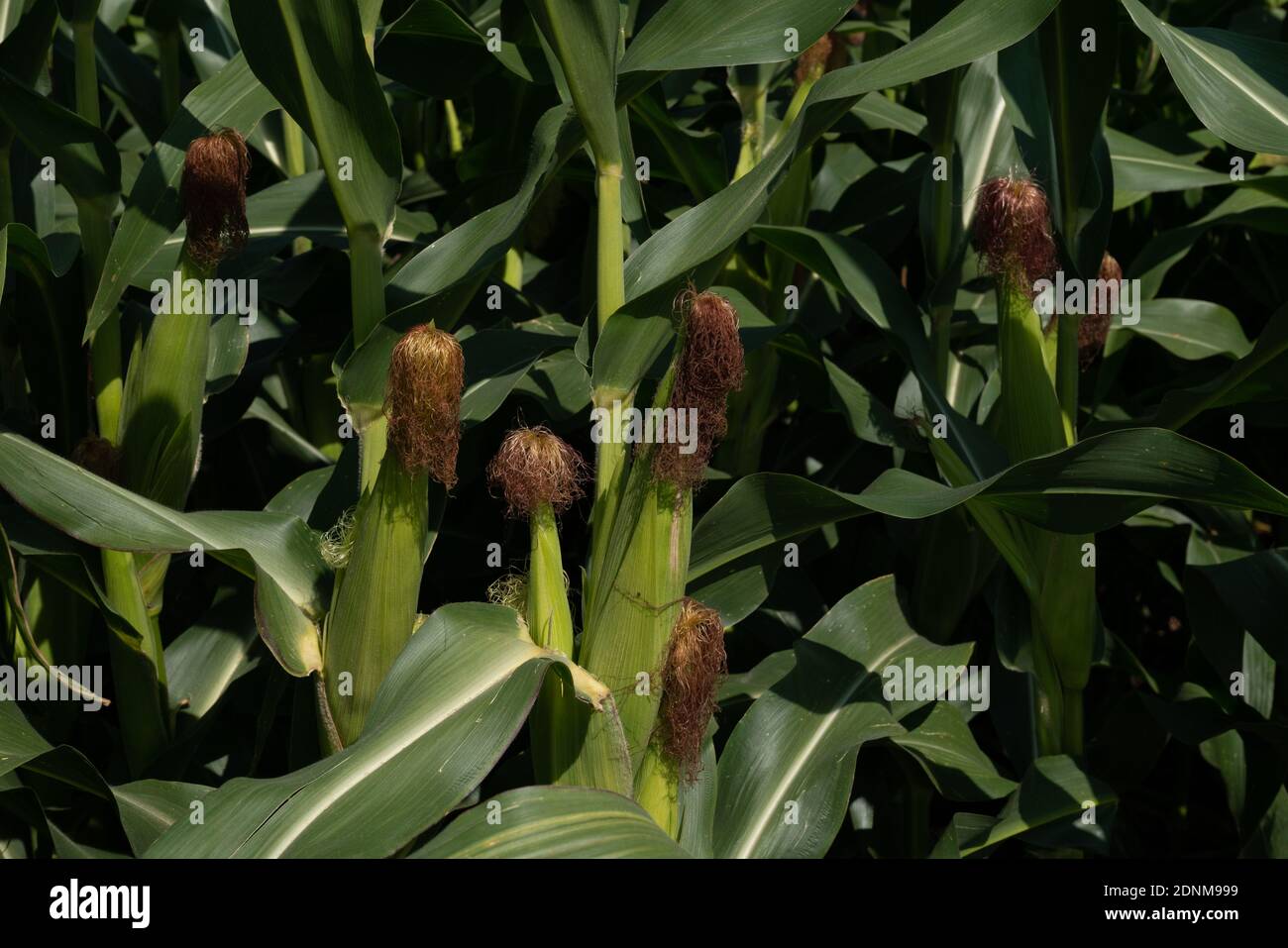 corn field, corn on the cob Stock Photo - Alamy