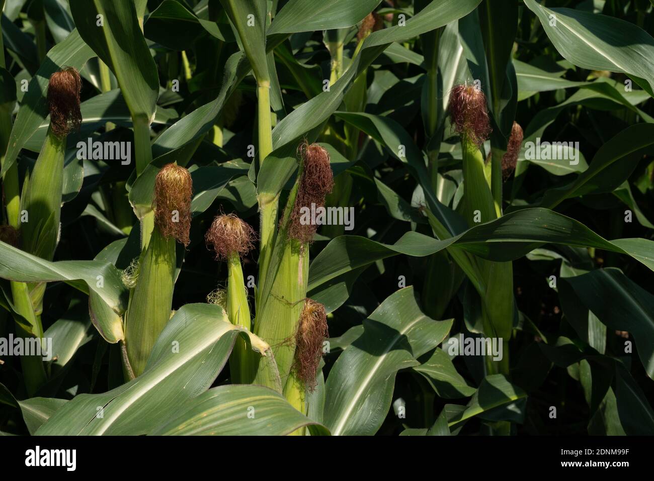 corn field, corn on the cob Stock Photo - Alamy