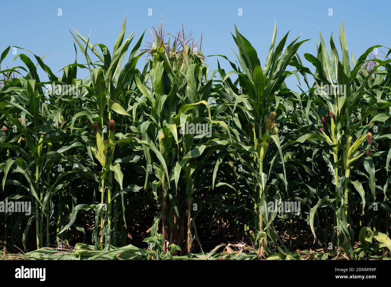 corn field, corn on the cob Stock Photo - Alamy