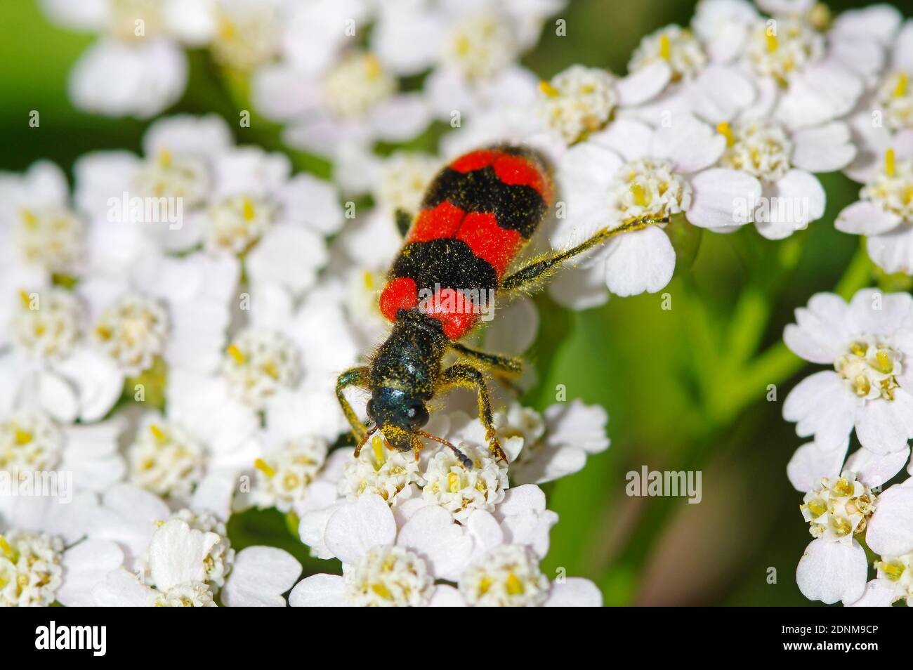 Checkered Beetle (Trichodes alvearius) on Common Yarrow (Achillea ...