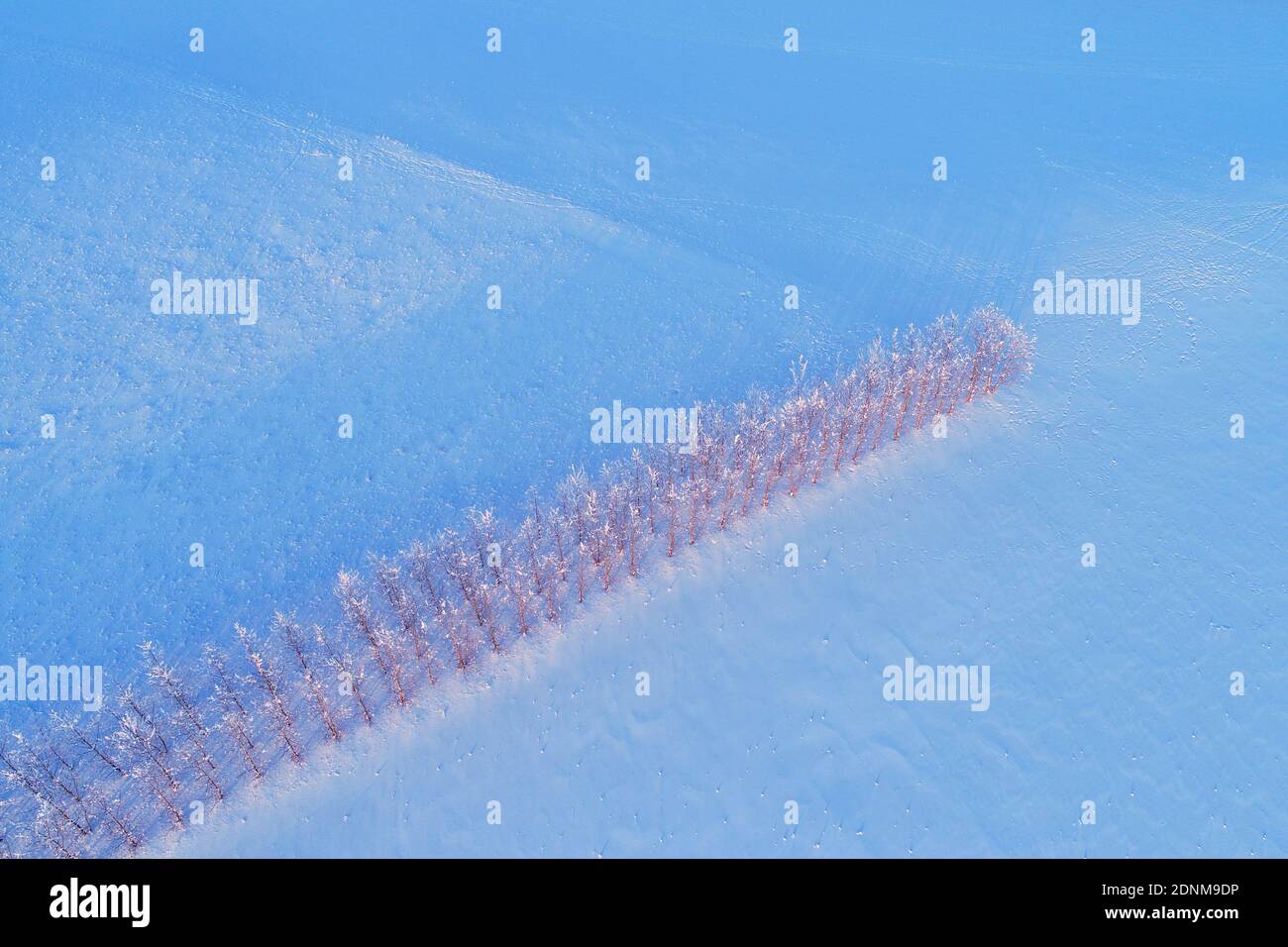 Aerial snow farmland shelterbelt twilight Stock Photo - Alamy