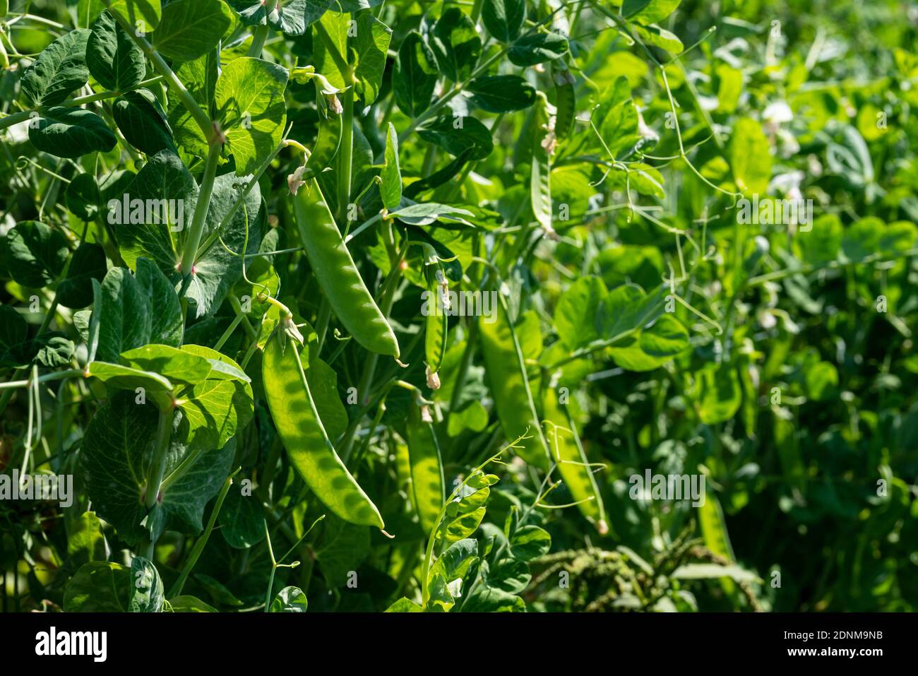 Pea plant - Pisum sativum - Legume Stock Photo - Alamy