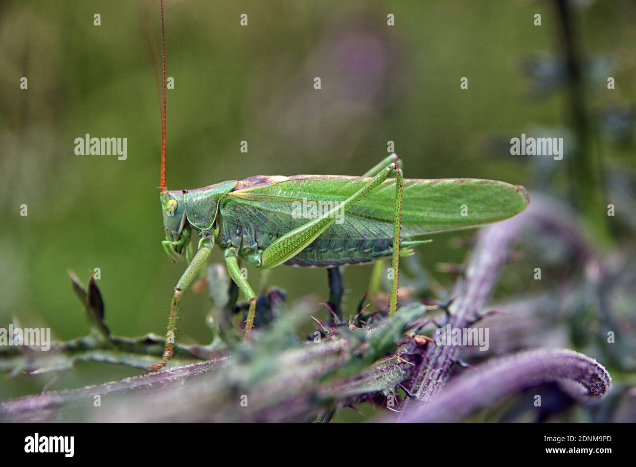 Grasshopper sweden europe hi-res stock photography and images - Alamy