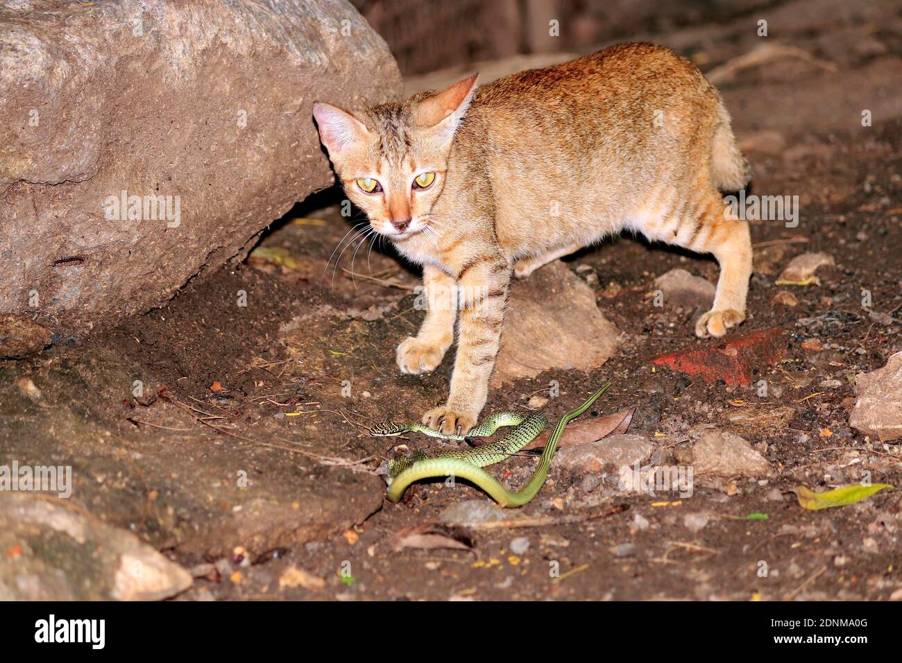 Snakes fighting animals hi-res stock photography and images - Alamy
