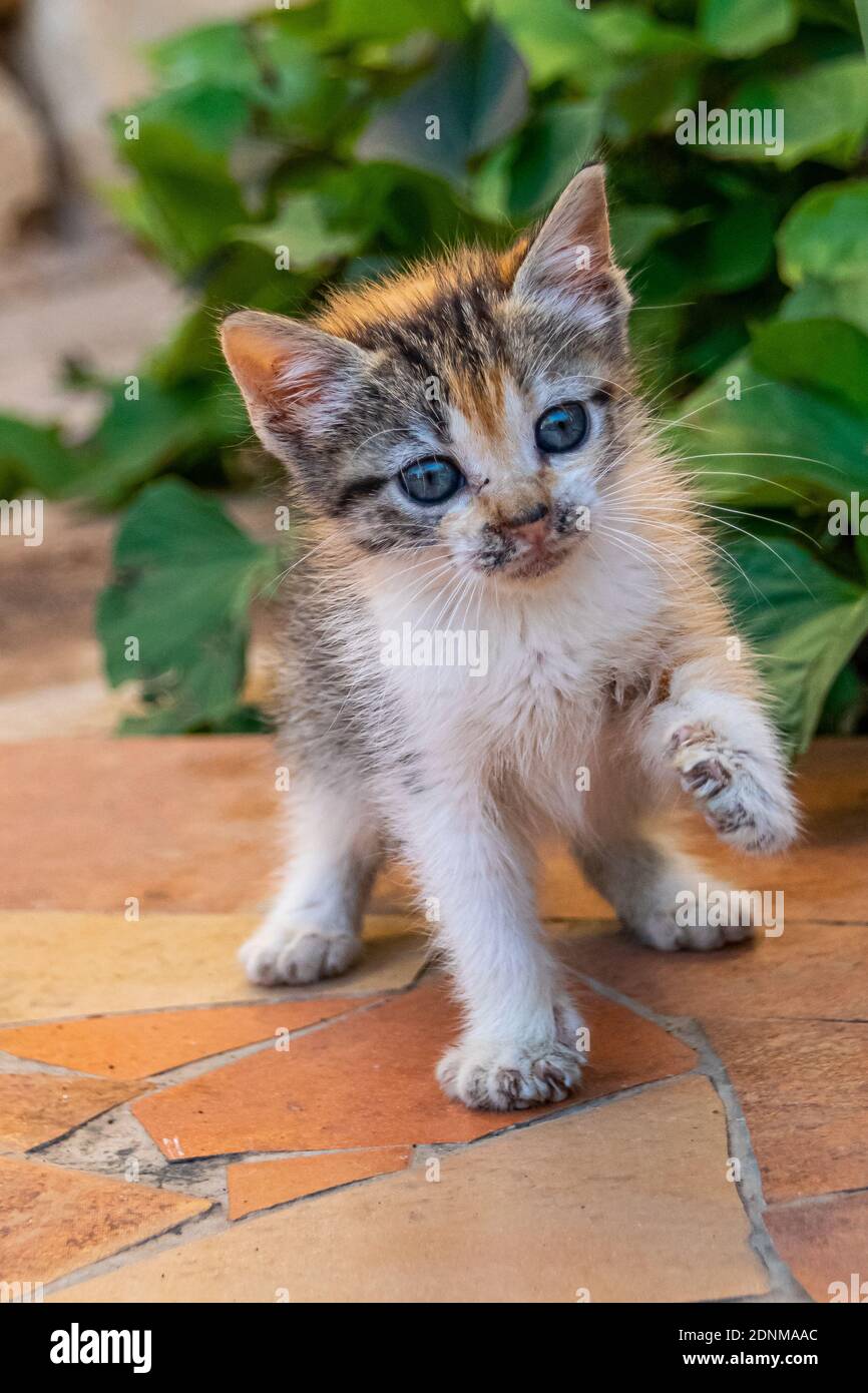 Calico kitten playing hi-res stock photography and images - Alamy