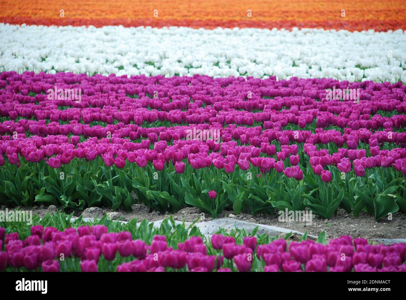 Garden goal flowers hi-res stock photography and images - Alamy
