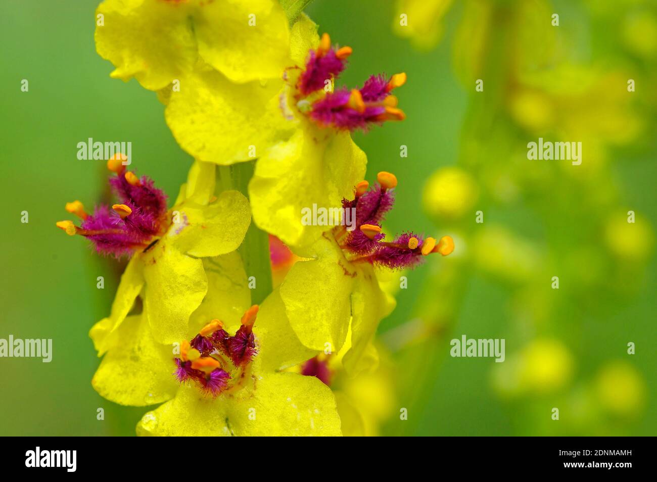 Dark Mullein (Verbascum nigrum), close-up of flowers. Austria Stock ...