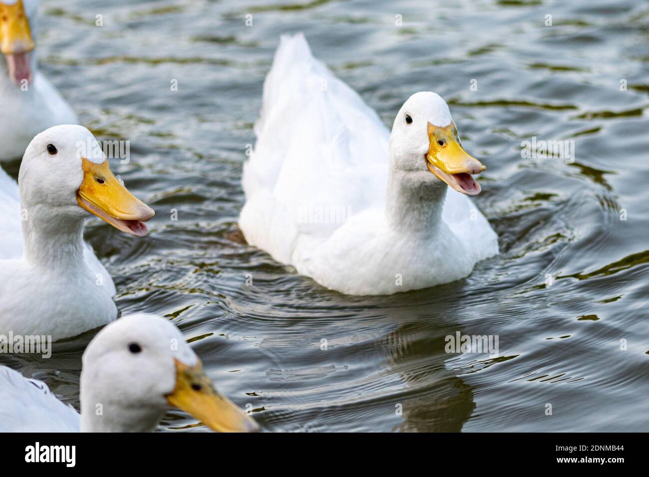 Aylesbury Duck High Resolution Stock Photography and Images - Alamy