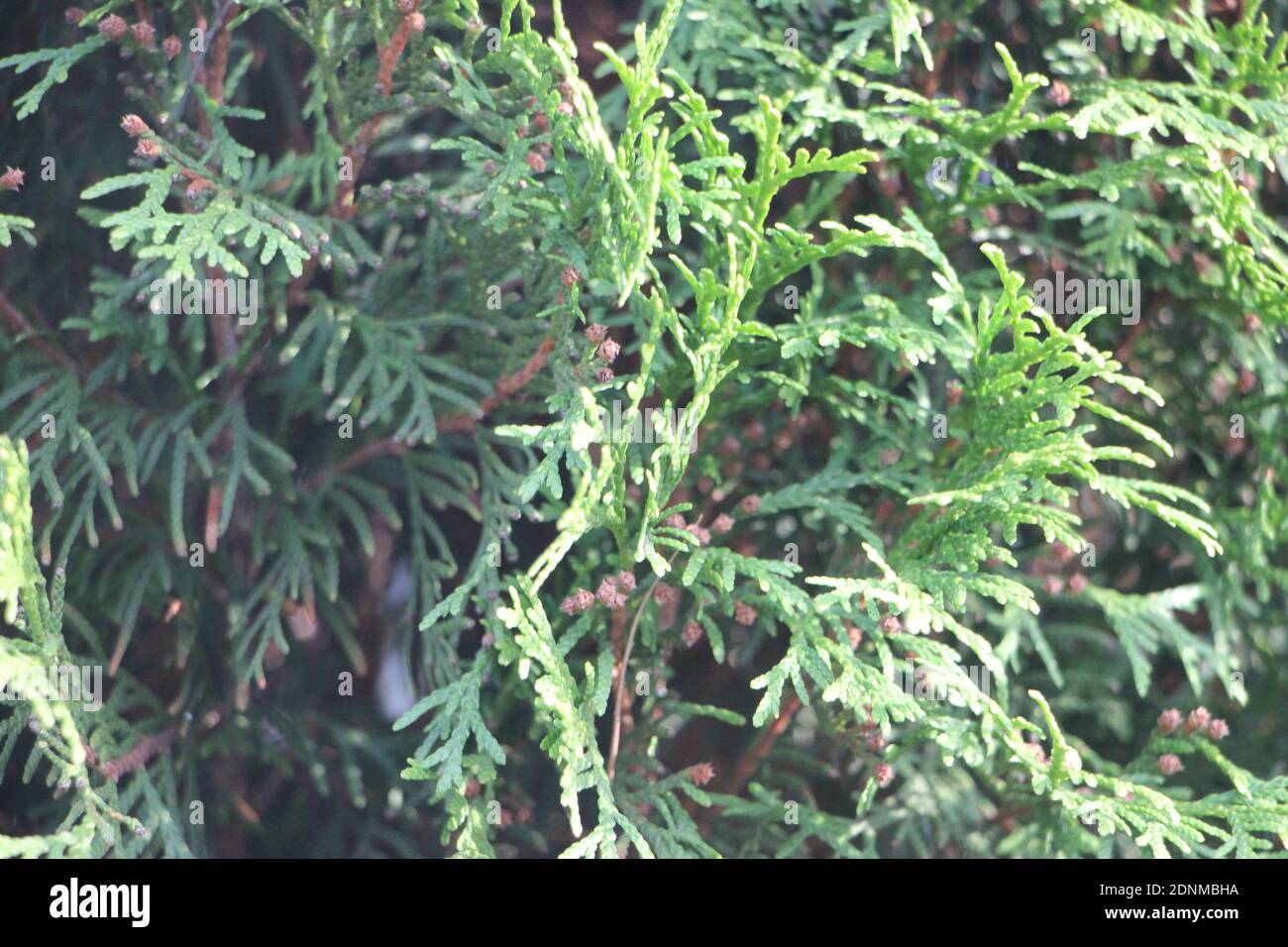 Tuya tree hi-res stock photography and images - Alamy