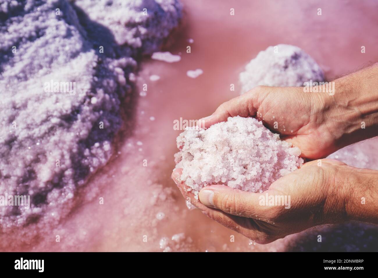 Pink Dead Lake salt in male hands Stock Photo - Alamy