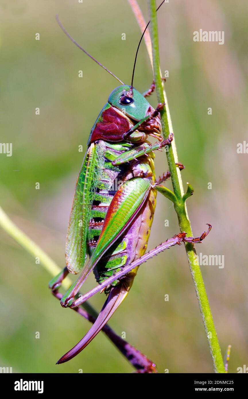 Wart-biter (Decticus verrucivorus). Adult clinging to a stalk. Austria ...